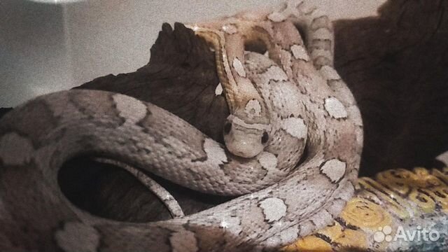 Маисовый полоз