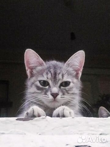 Котенок в дар хорошим людям