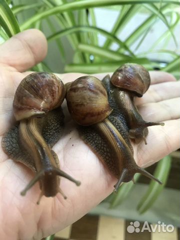Улитки ахатины