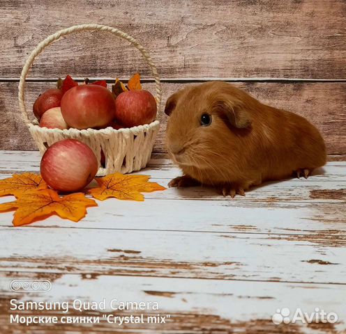 Морская свинка,золотой селф