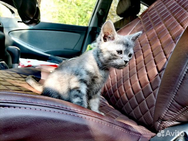 Британская Кошка