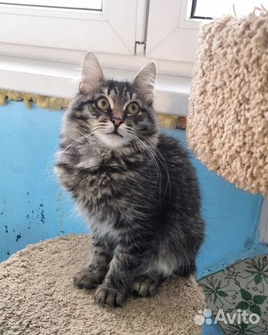 Ласковый котенок ищет дом