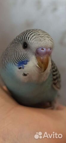 Продается птенец волнистого попугая. Пол самец