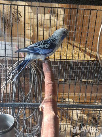 Попугай розелла самец 2-года