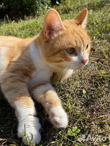 Алиса из приюта стерилизованная