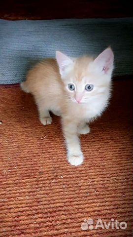 Кошка рыжая