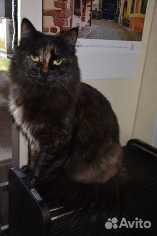 Кошка Клепа ищет домик