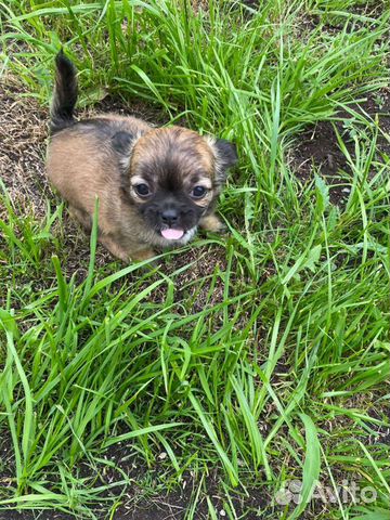 Собаки чихуахуа щенок