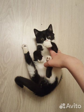 Котёнок в добрые руки