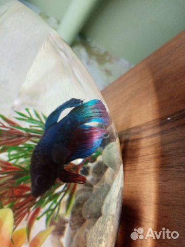 Рыбка Петушки 2 мальчика и 1 девочка