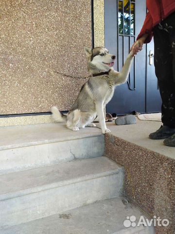 Продам взрослого кобеля Хаски с документами 2года9