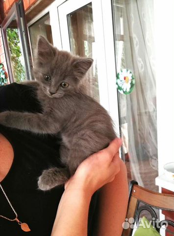 Кошка в дар