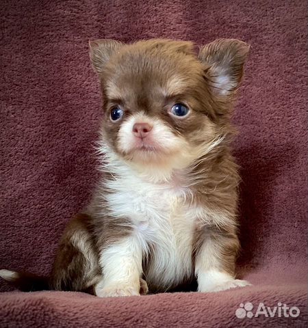 Чихуахуа щенки из питомника