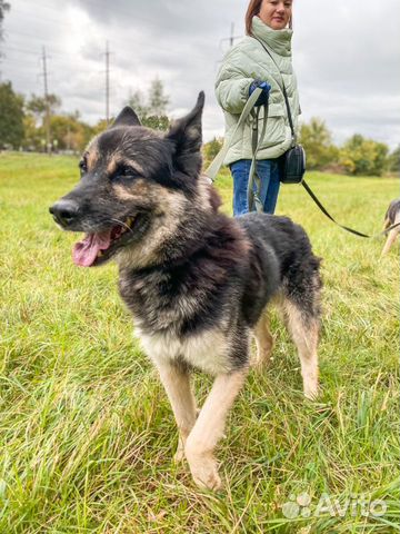 Овчаристый парень хочет домой