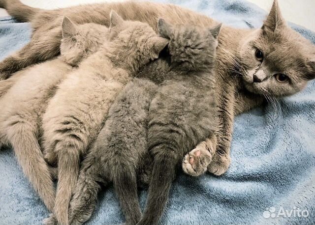 Британские котята