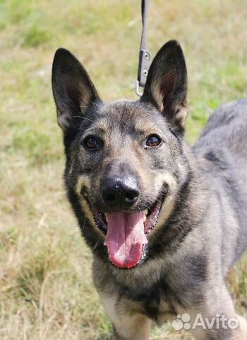 Собака бесплатно. Френд ищет семью и дом