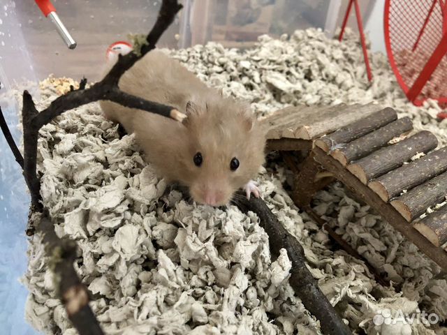 Сирийский хомяк в хорошие руки