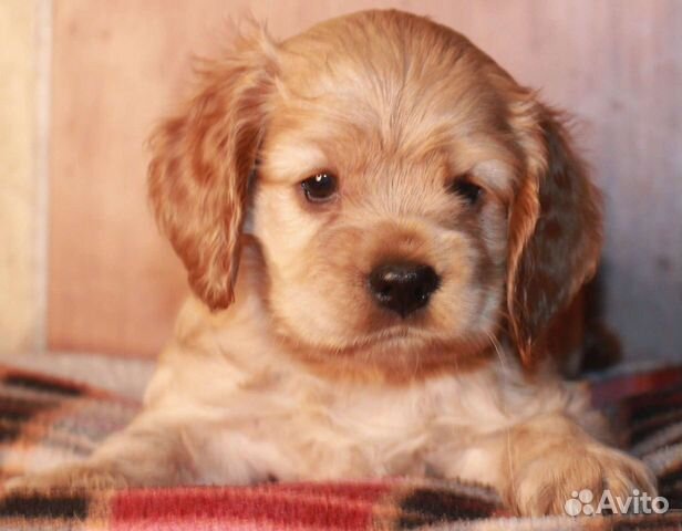 Американский кокер спаниель