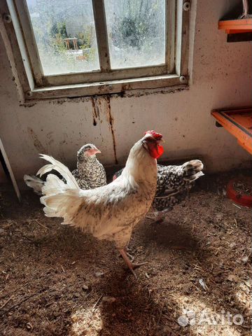 Молодые петушки (4,5 мес) Пушкинской породы