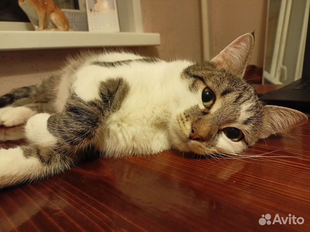 Кот Шпрот в добрые руки