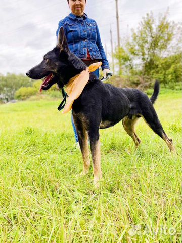 Добрейший пес Лютик недоедает в приюте
