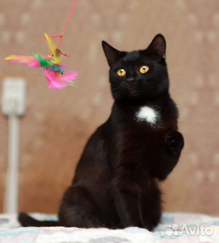 Кошечка Баффи хочет домой