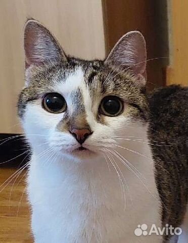 Годик,стерилизована, привита