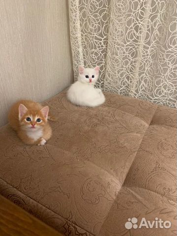 Котики бесплатно