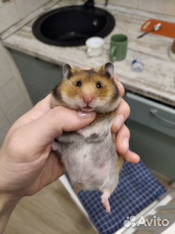 Хомяк