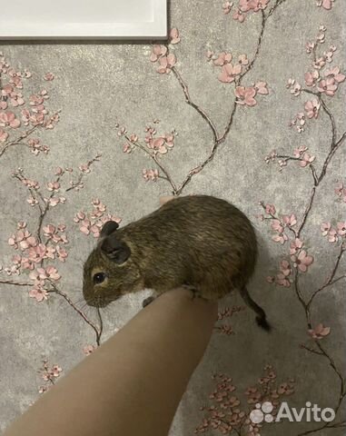 Дегу девочка