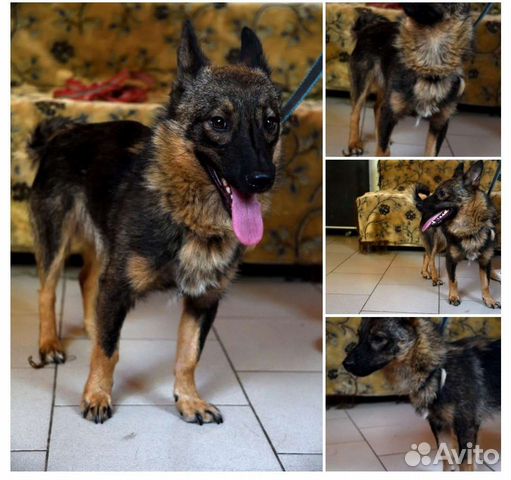 Собака небольшой мальчик ищет дом