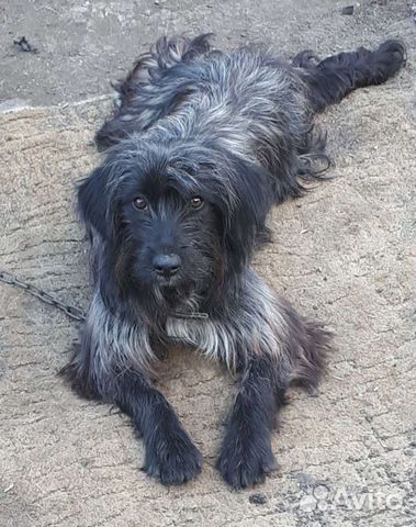 Долли отдам в добрые руки. Доставка