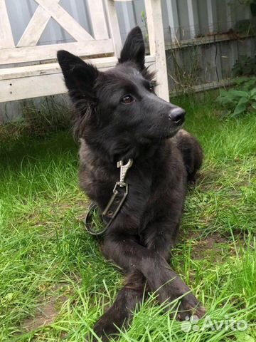 Адель ищет себе семью