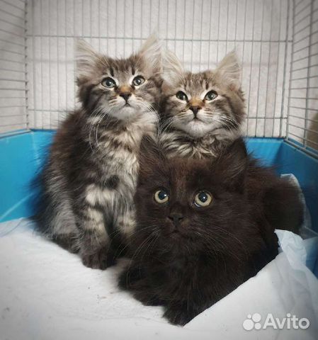 Котобанда красавцев