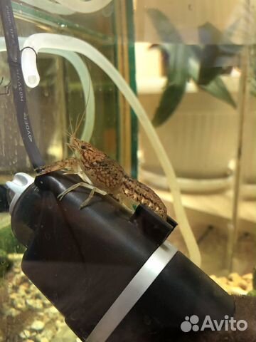 Отдам раков (мраморные)