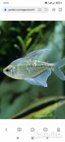 Тетра бриллиантовая