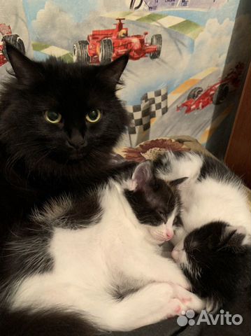 Котята в добрые руки даром