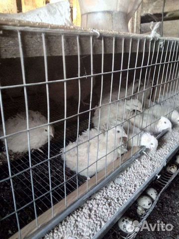 Перепëлки-несушки