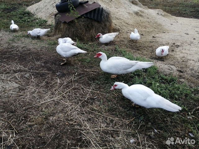 Индоутки