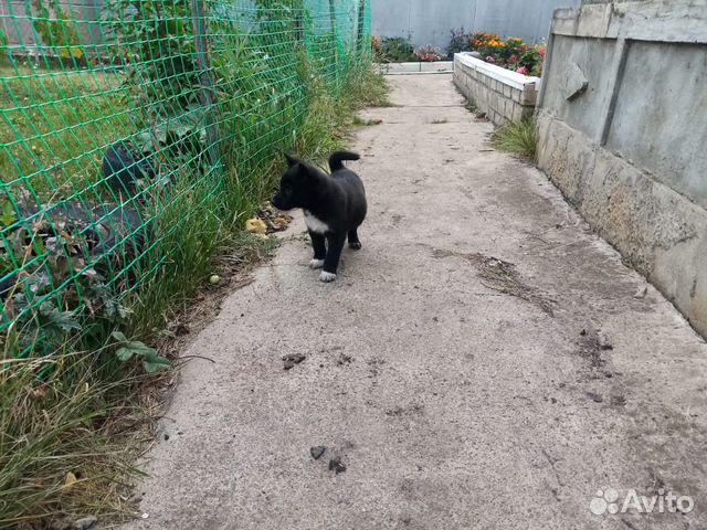 Щенки лайки