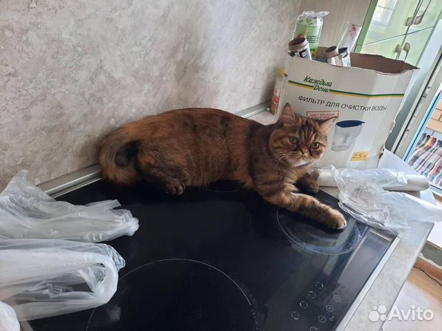 Кошка экзот в добрые руки