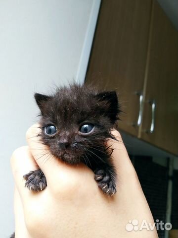 Котенок мальчик в заботливые руки