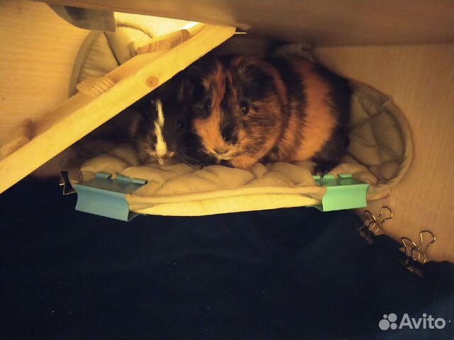 Морские свинки (девочки, молодые) со стеллажом