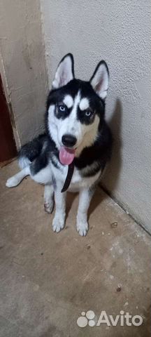 Сибирский хаски