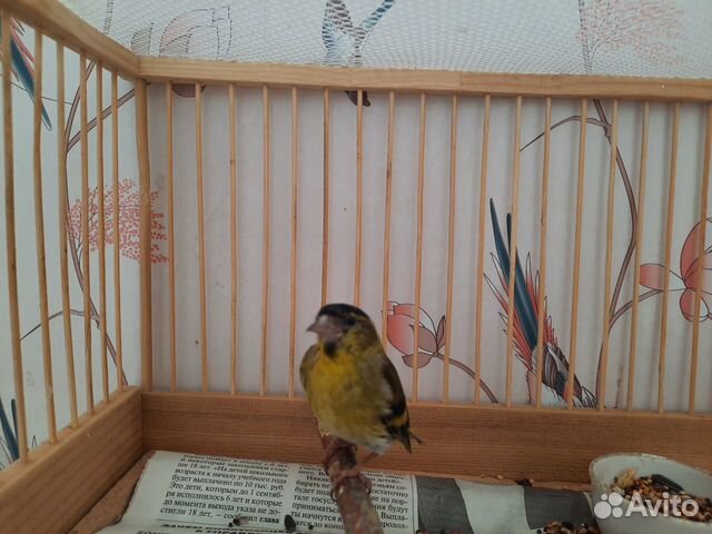 Чижи для разведения