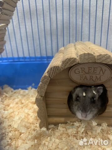 Джунгарский хомяк