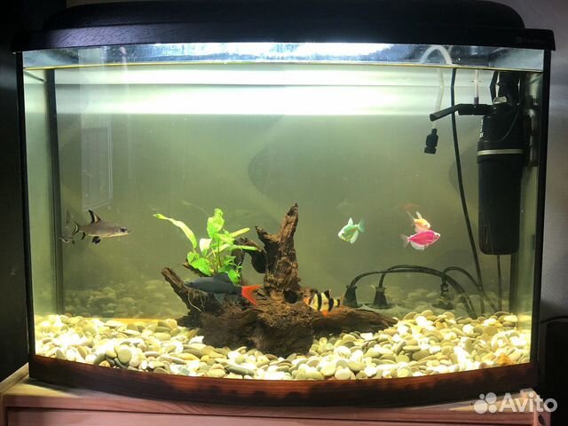 Аквариум с рыбками