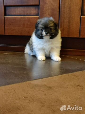 Щенки шпица