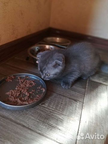 Продам котят породы скотиш фолд(шотландская вислоу