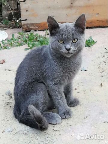 Кашечка 4 месяца